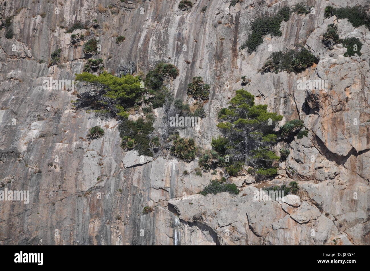 trees on a rock face Stock Photo - Alamy
