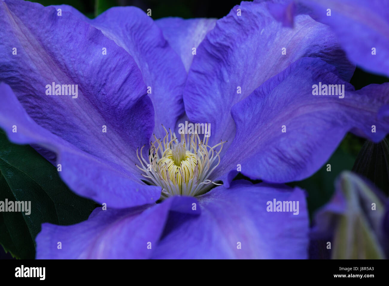 Large single flower of an early summer flowering garden climber ...