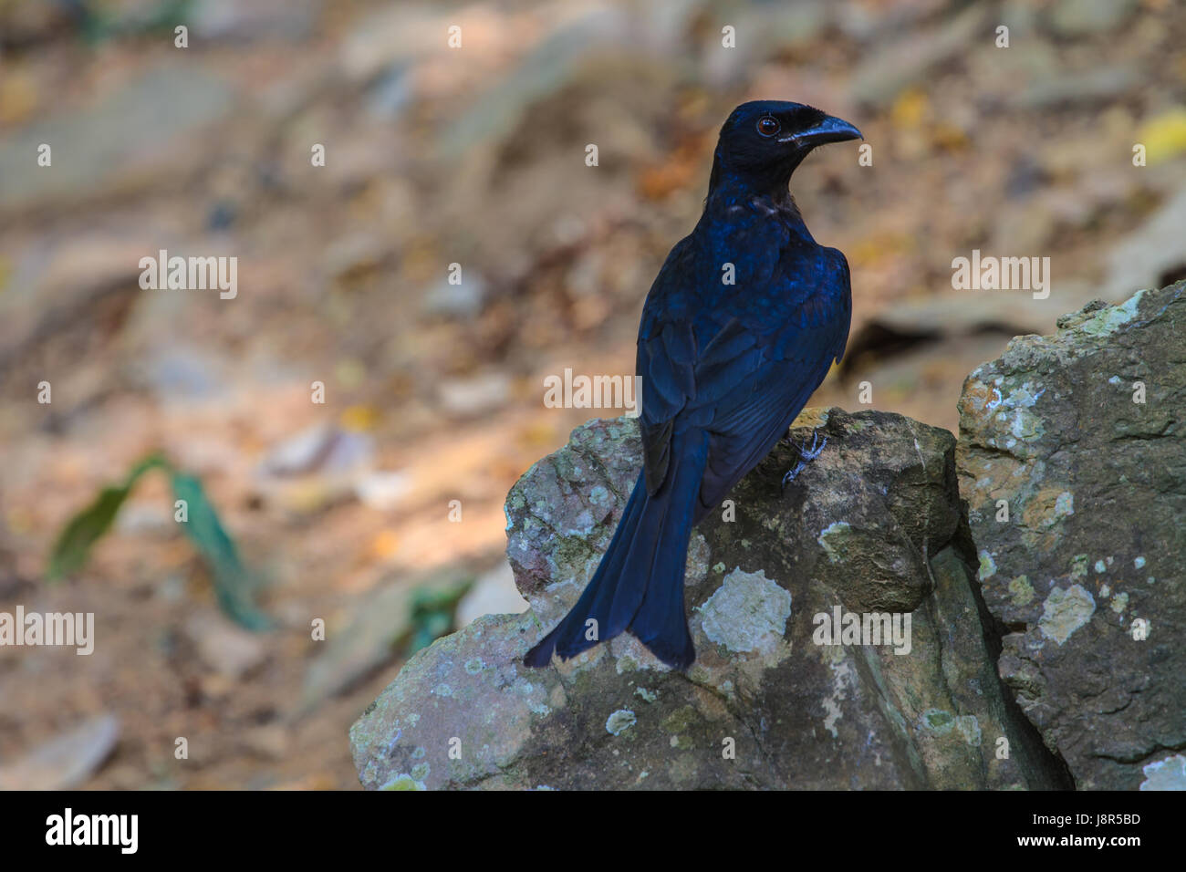 Black drongo, Dicrurus Macrocercus, beautiful bird in forest Stock ...