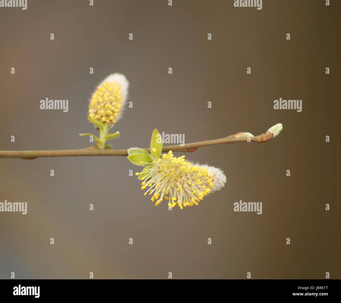 tree, season, nature, detail, tree, male, masculine, spring, bouncing ...