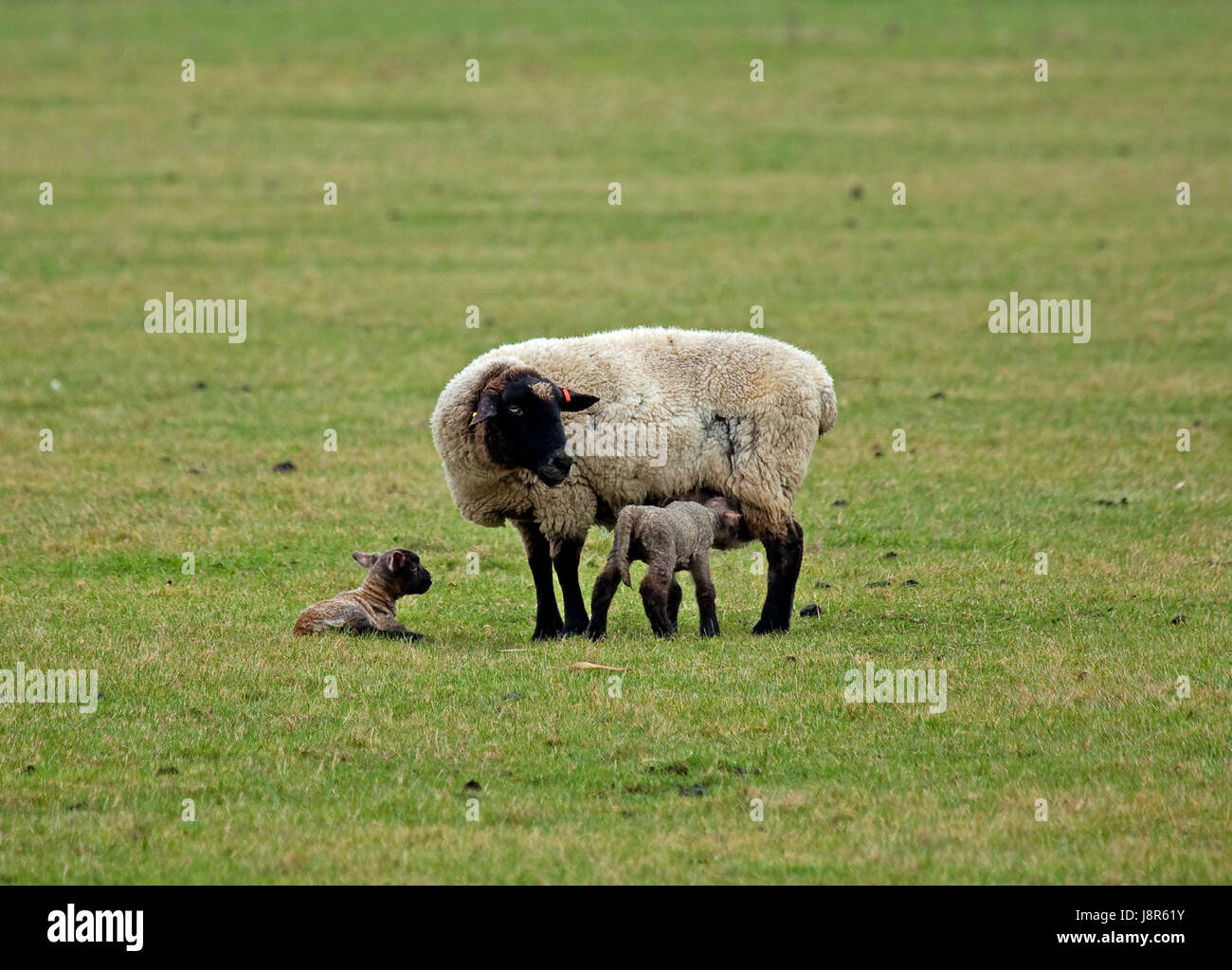 female, animal, sheep, mother, mom, ma, mommy, farm, lambs, ewe, baby ...