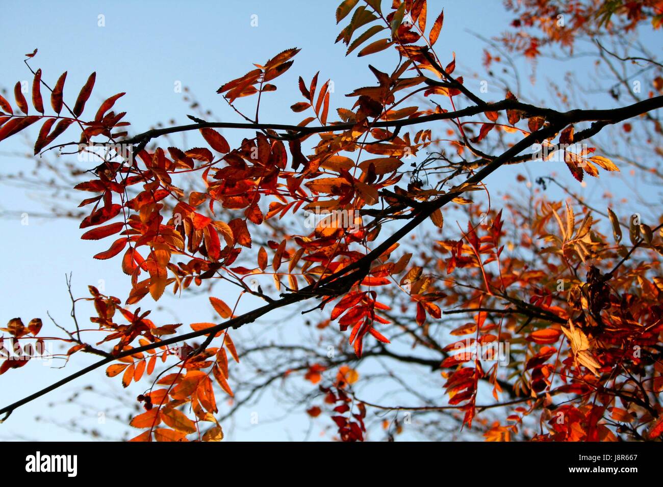 tree, trees, leaves, coloured, colourful, gorgeous, multifarious ...