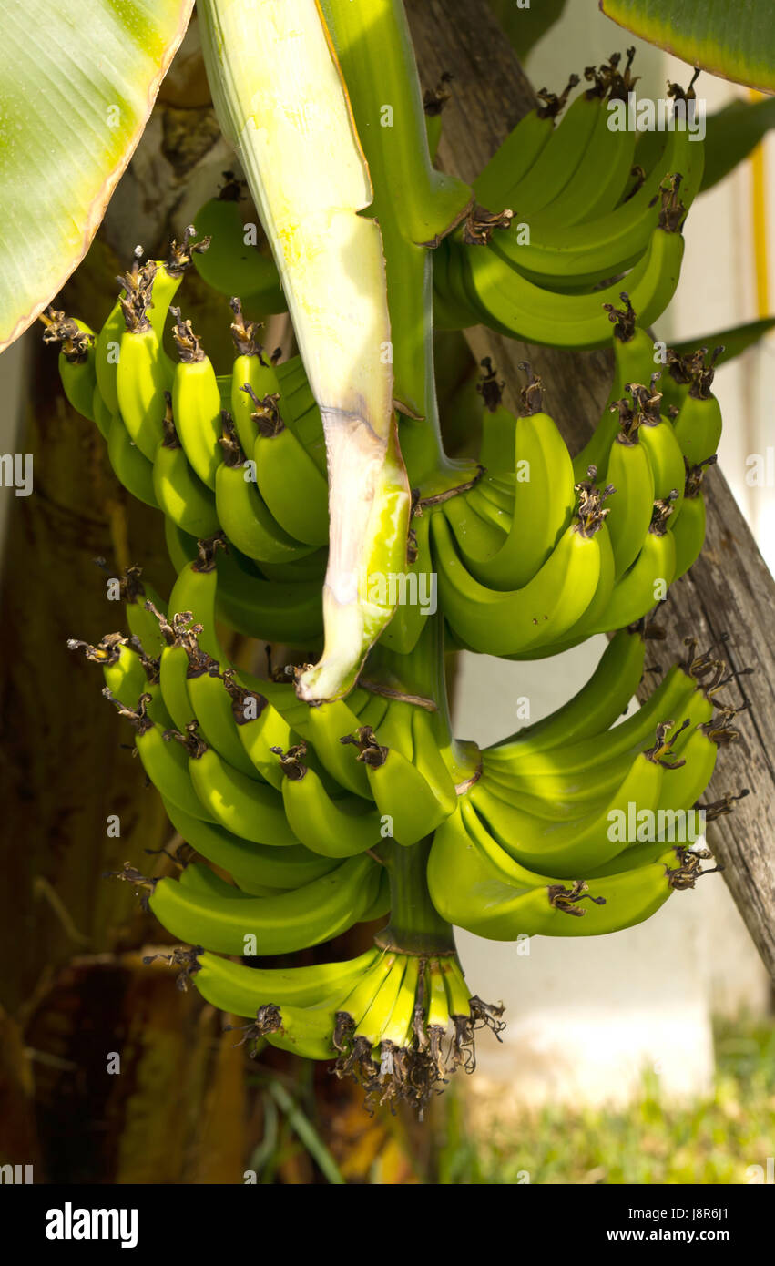 green, counter-light, fruit, chlorophyll, exotic, banana, tropical ...