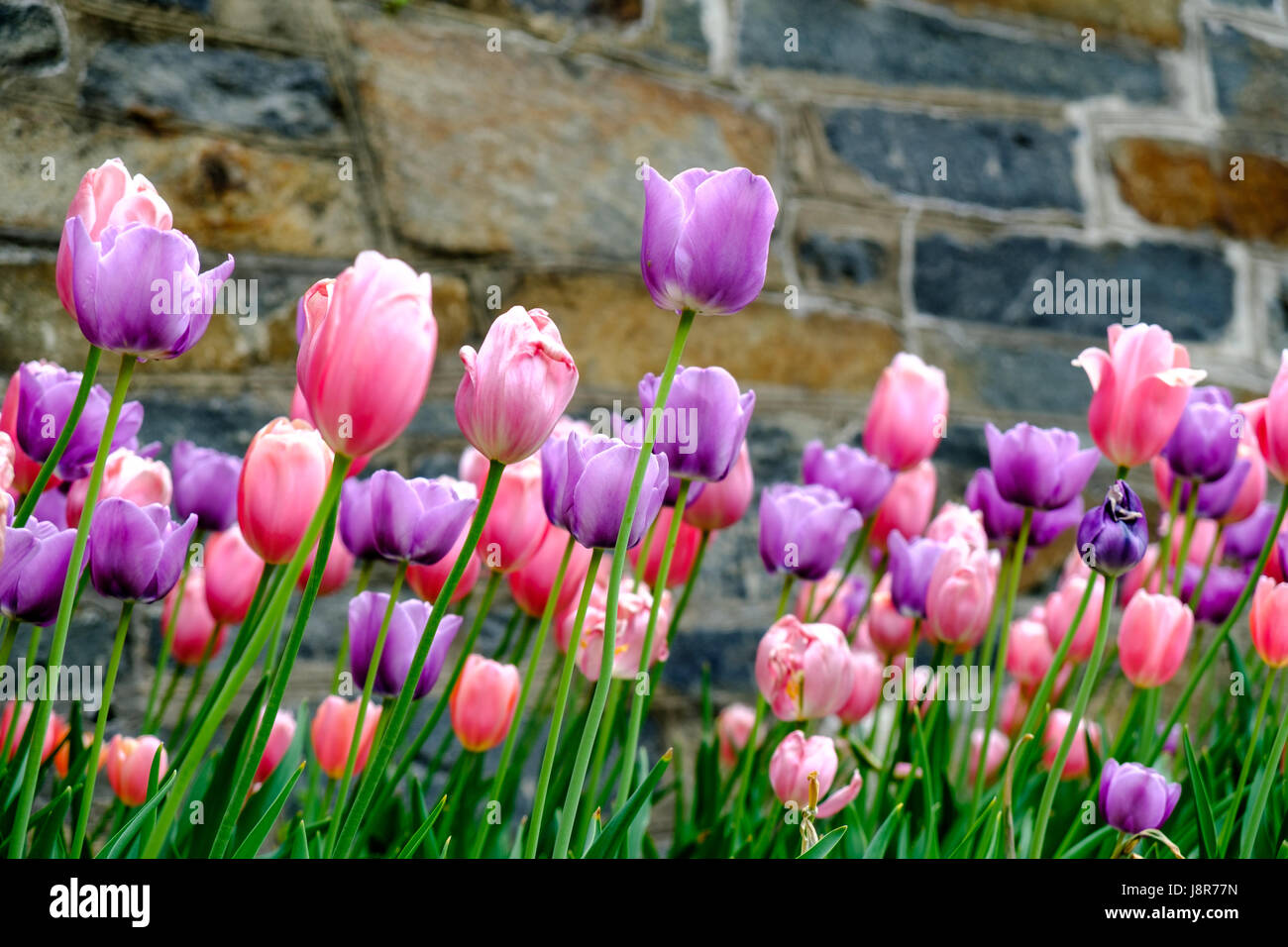 Washington dc tulips hi-res stock photography and images - Alamy