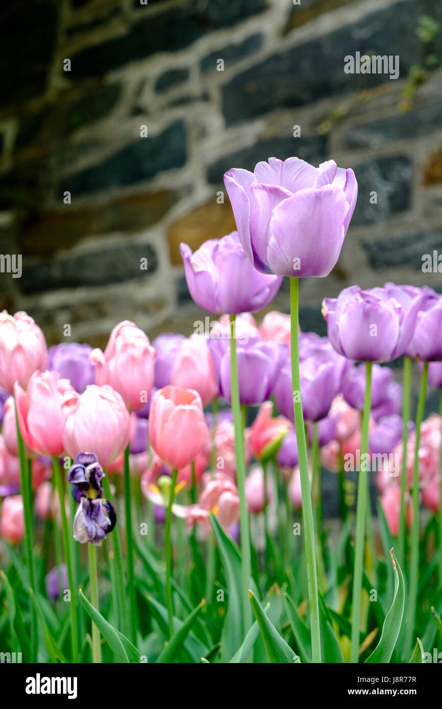 Purple and Pink tulips on campus of Georgetown University, Georgetown ...