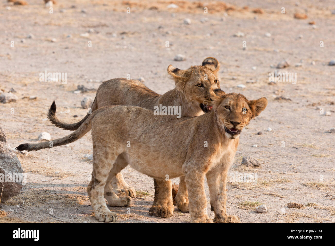 africa, namibia, lion, cat, big cat, feline predator, cub, baby, pack ...