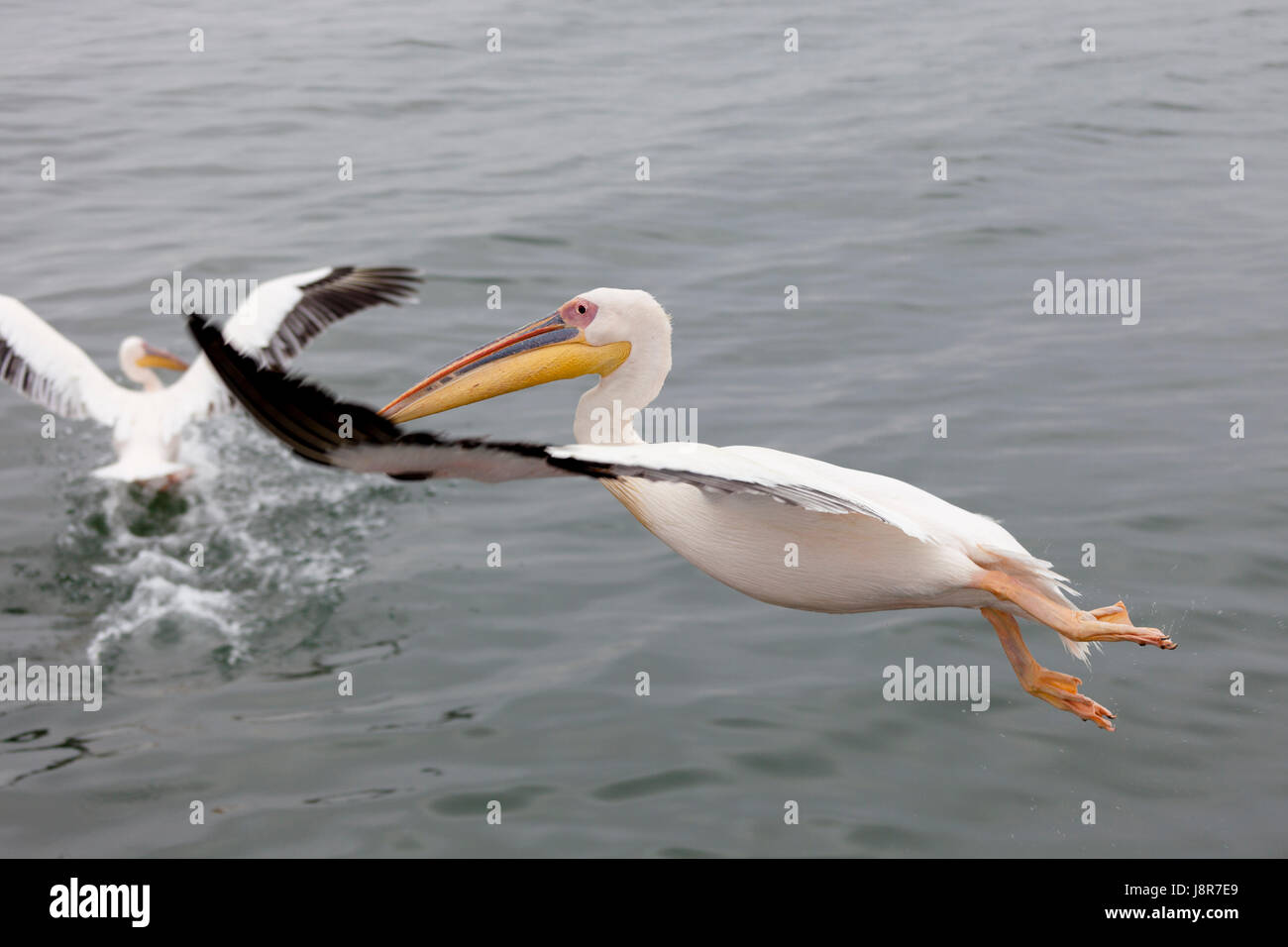 flight, bird, africa, namibia, birds, atlantic ocean, salt water, sea ...