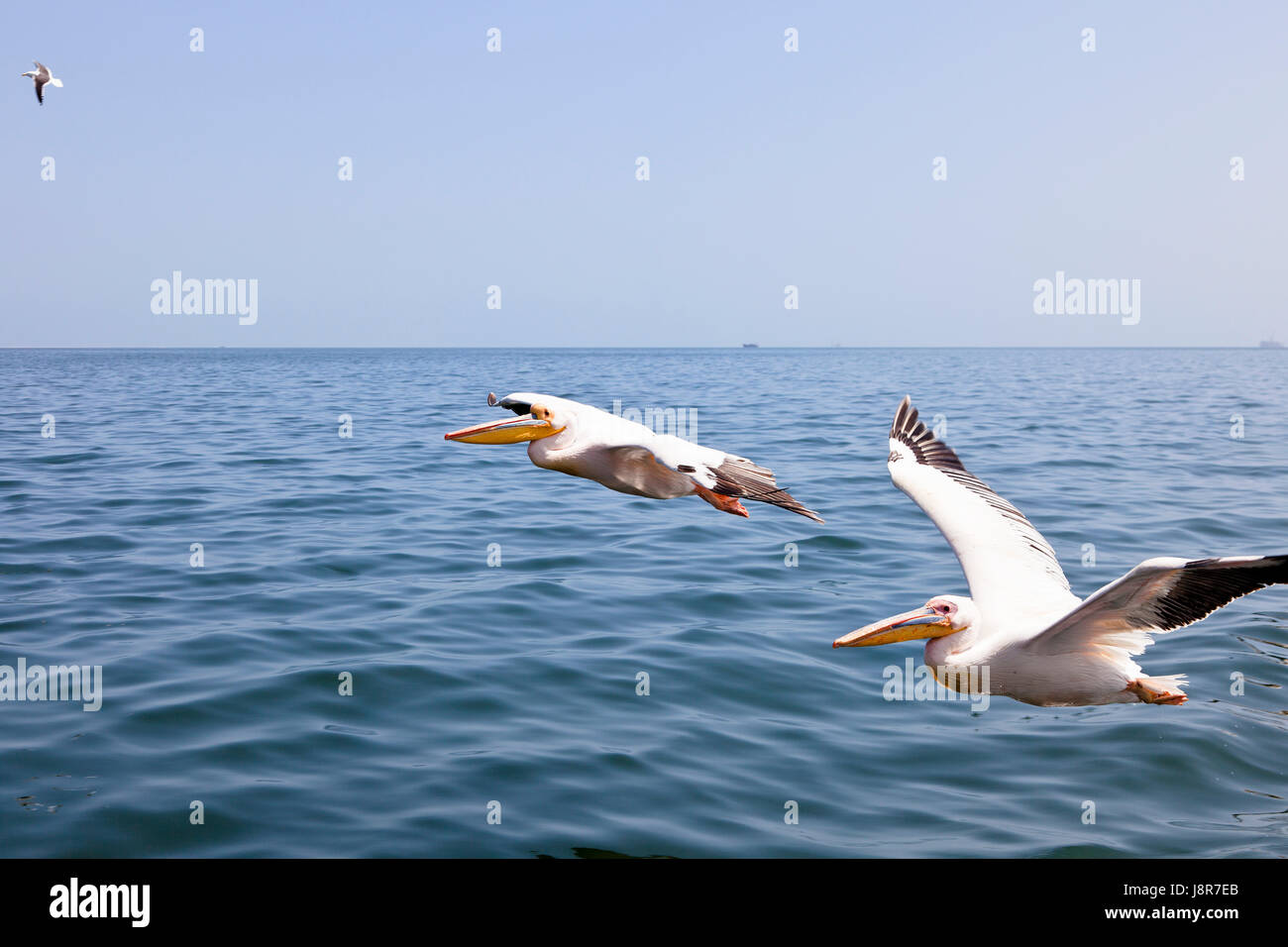 flight, bird, africa, namibia, birds, atlantic ocean, salt water, sea ...