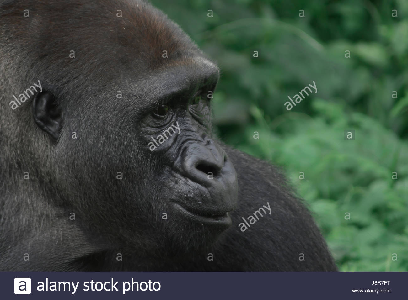 Gorilla Face Up Close Stock Photos & Gorilla Face Up Close Stock Images ...