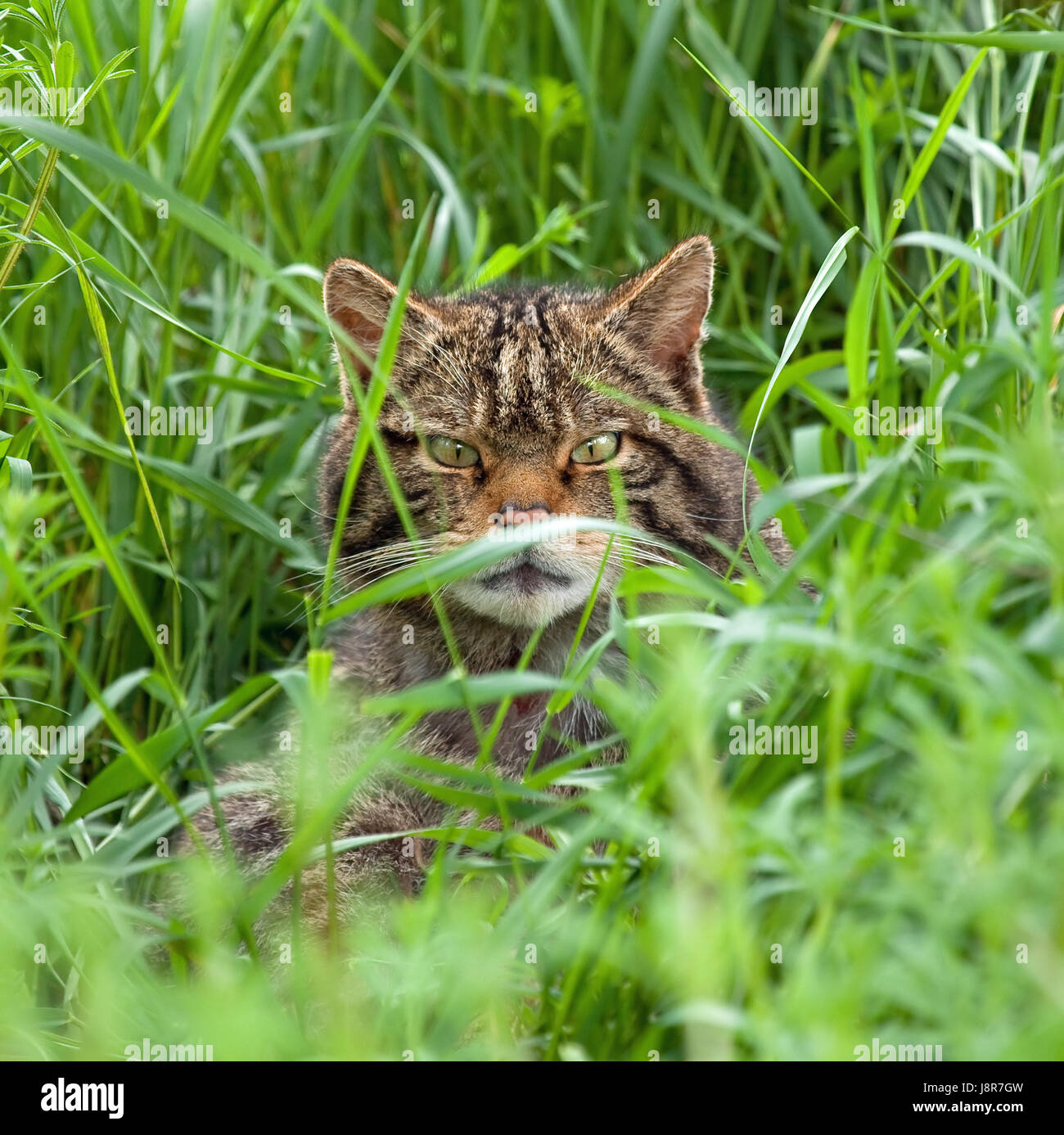 animal, mammal, wildlife, scotland, highlands, wildcat, scottish ...