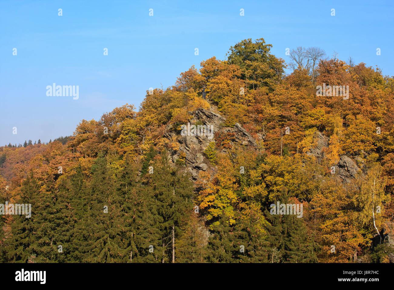 rock, deciduous forest, forest, leaves, foliage, fall, autumn, brown ...