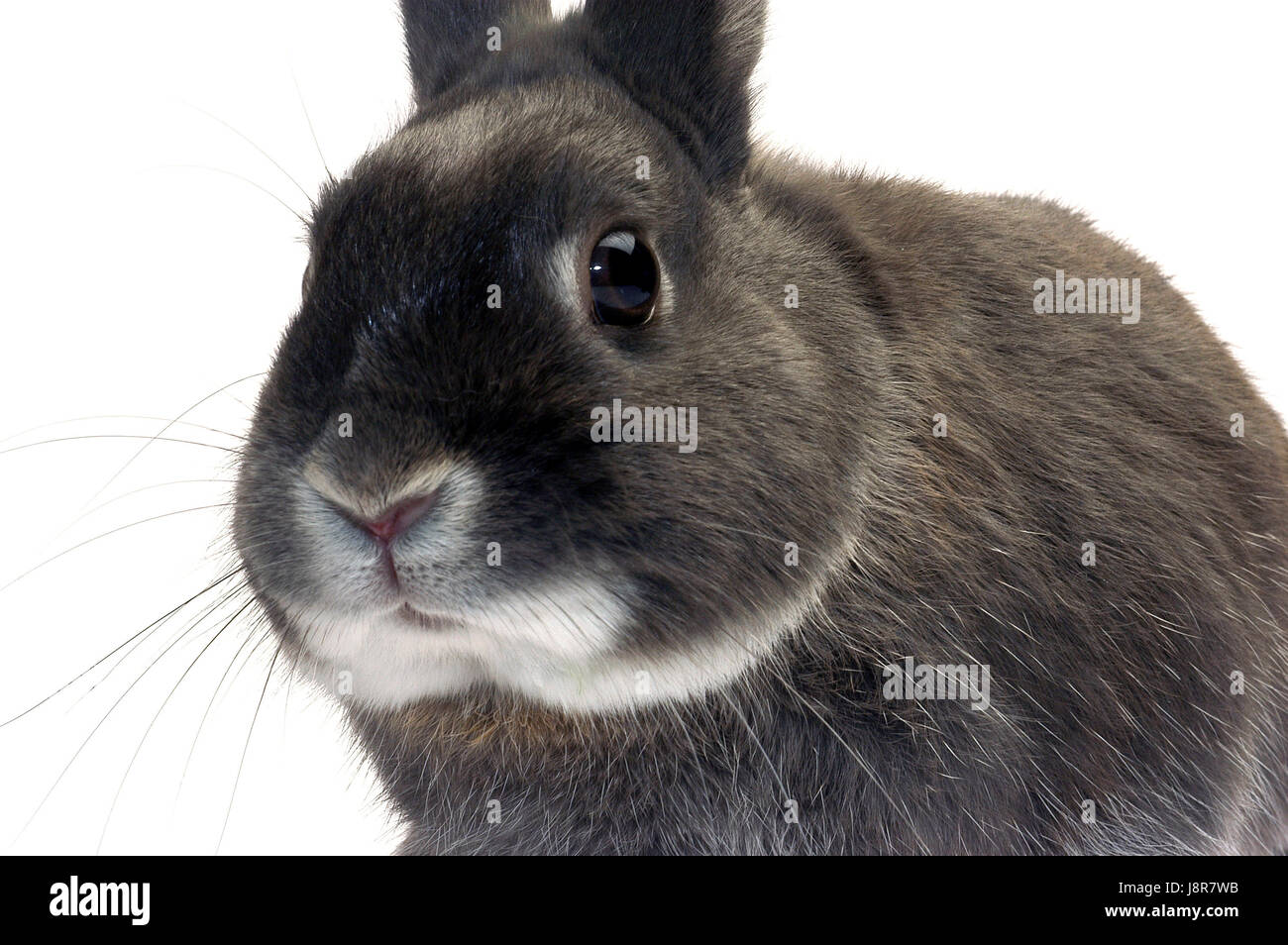animal, pet, fur, rabbit, hare, bunny, bunnies, furry, maddening, pert ...