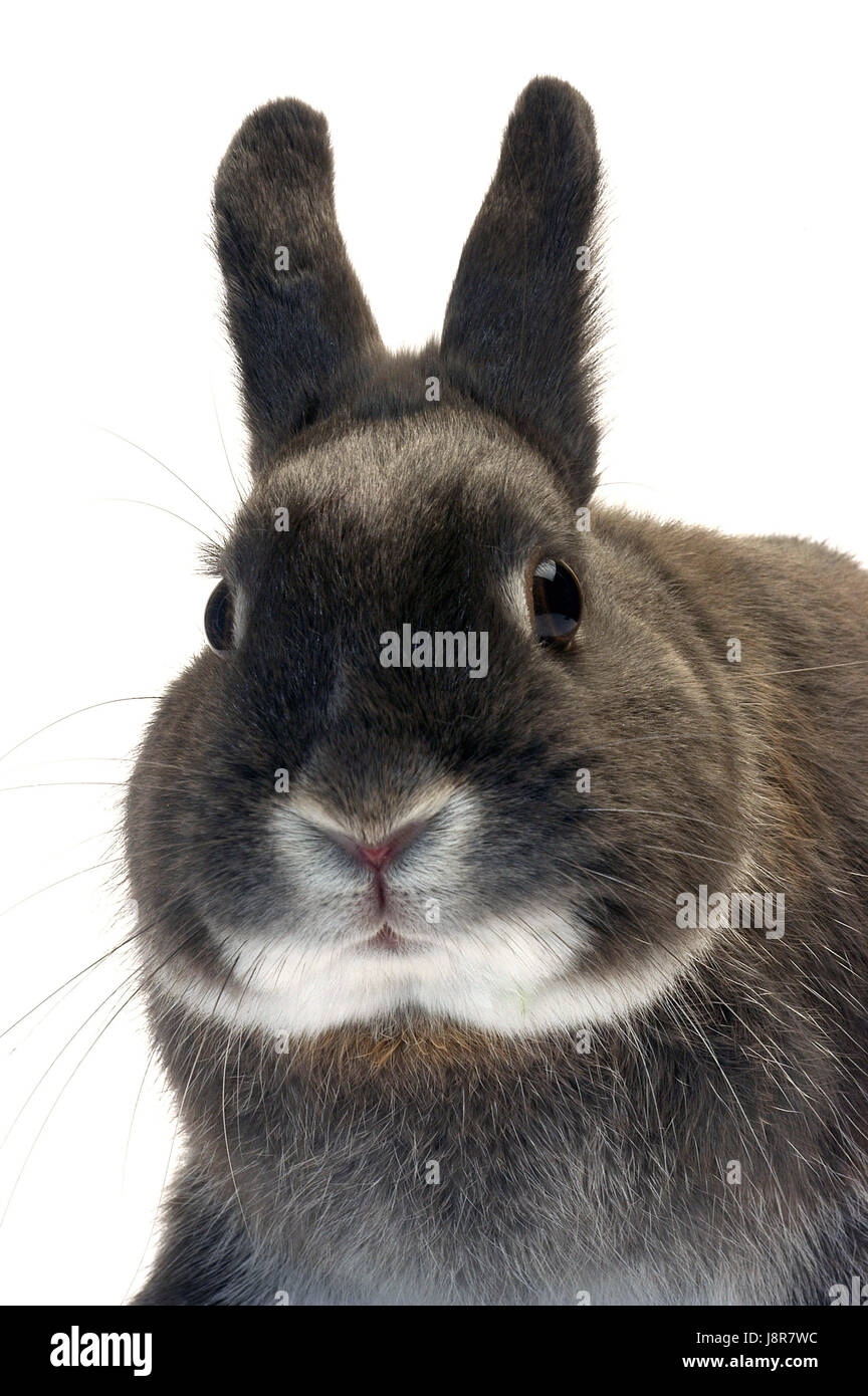 animal, pet, fur, rabbit, hare, bunny, bunnies, furry, maddening, pert ...
