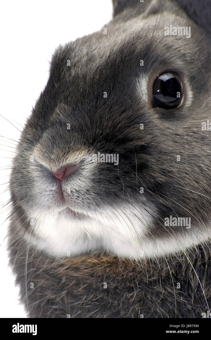 animal, pet, fur, rabbit, hare, bunny, bunnies, furry, maddening, pert ...