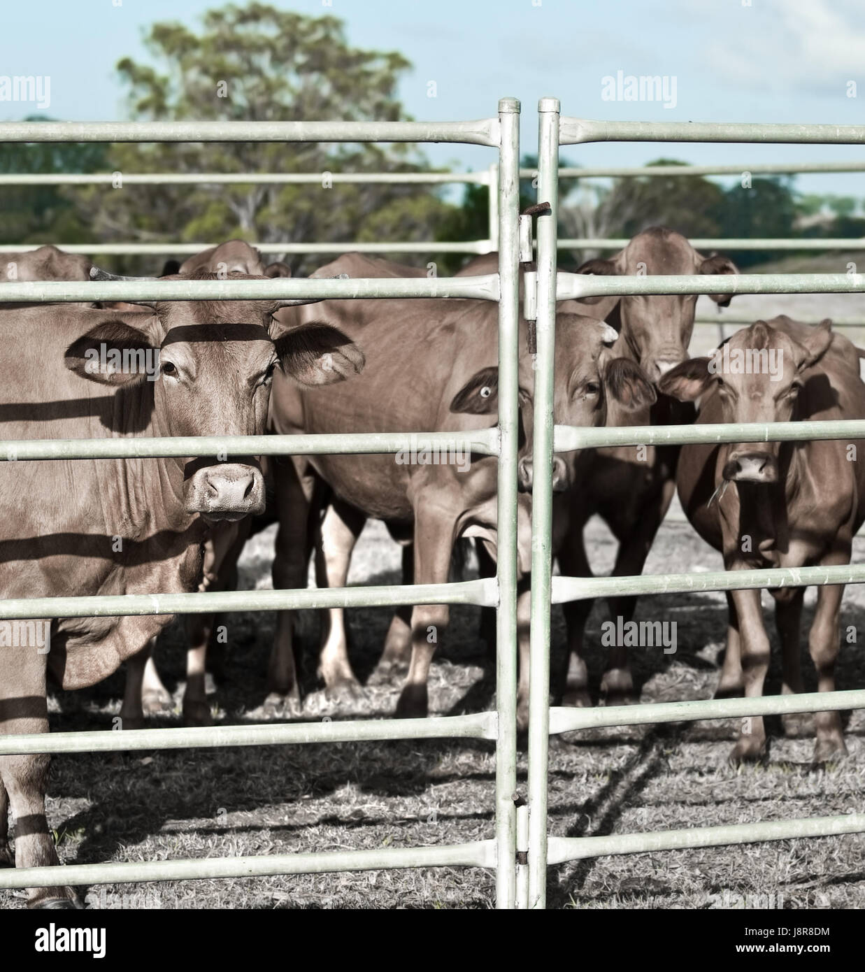 herd, cows, cattle, unhappy, group, caged, beef, food, aliment, animal ...