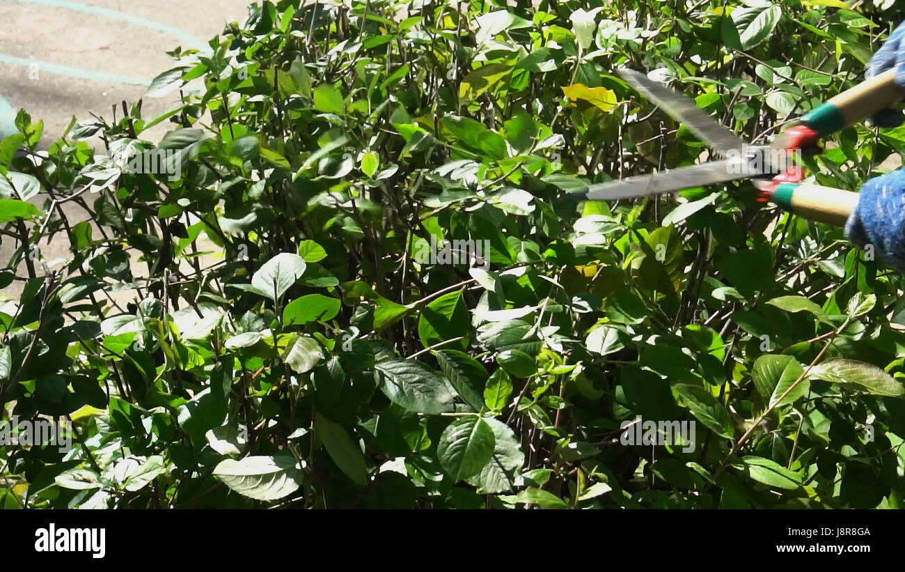 Gardener trimming green hedge branches. Landscaping concept Stock Photo ...