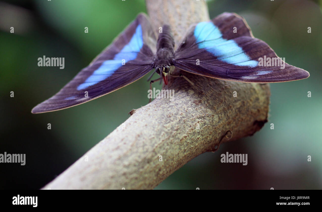 blue, swallowtail, blue-striped, blue, butterfly, central america ...