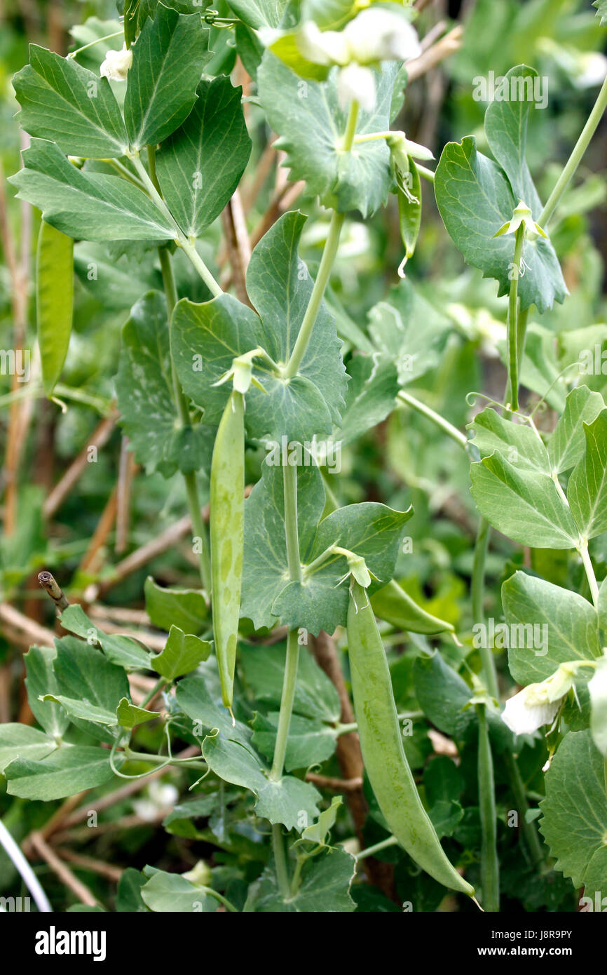 Mangetout healthy plant growing in vegetable plot Stock Photo - Alamy
