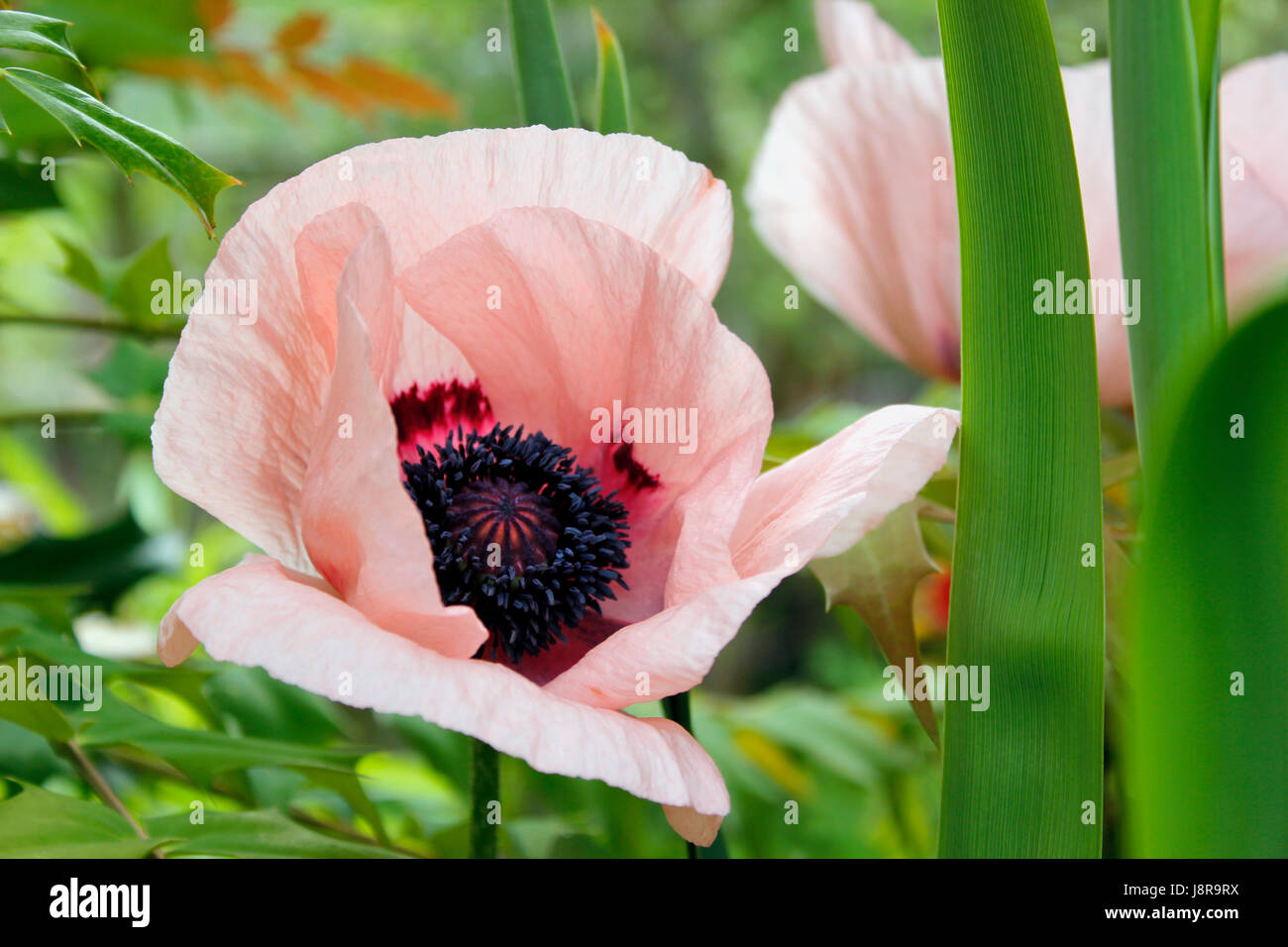 Oriental Poppy (Papavar orientale) Princess Victoria Louise - pink ...