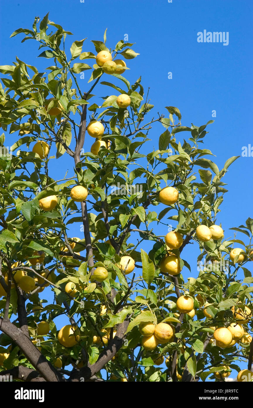tourism, france, carnival, festival, gardens, festivities, lemon ...