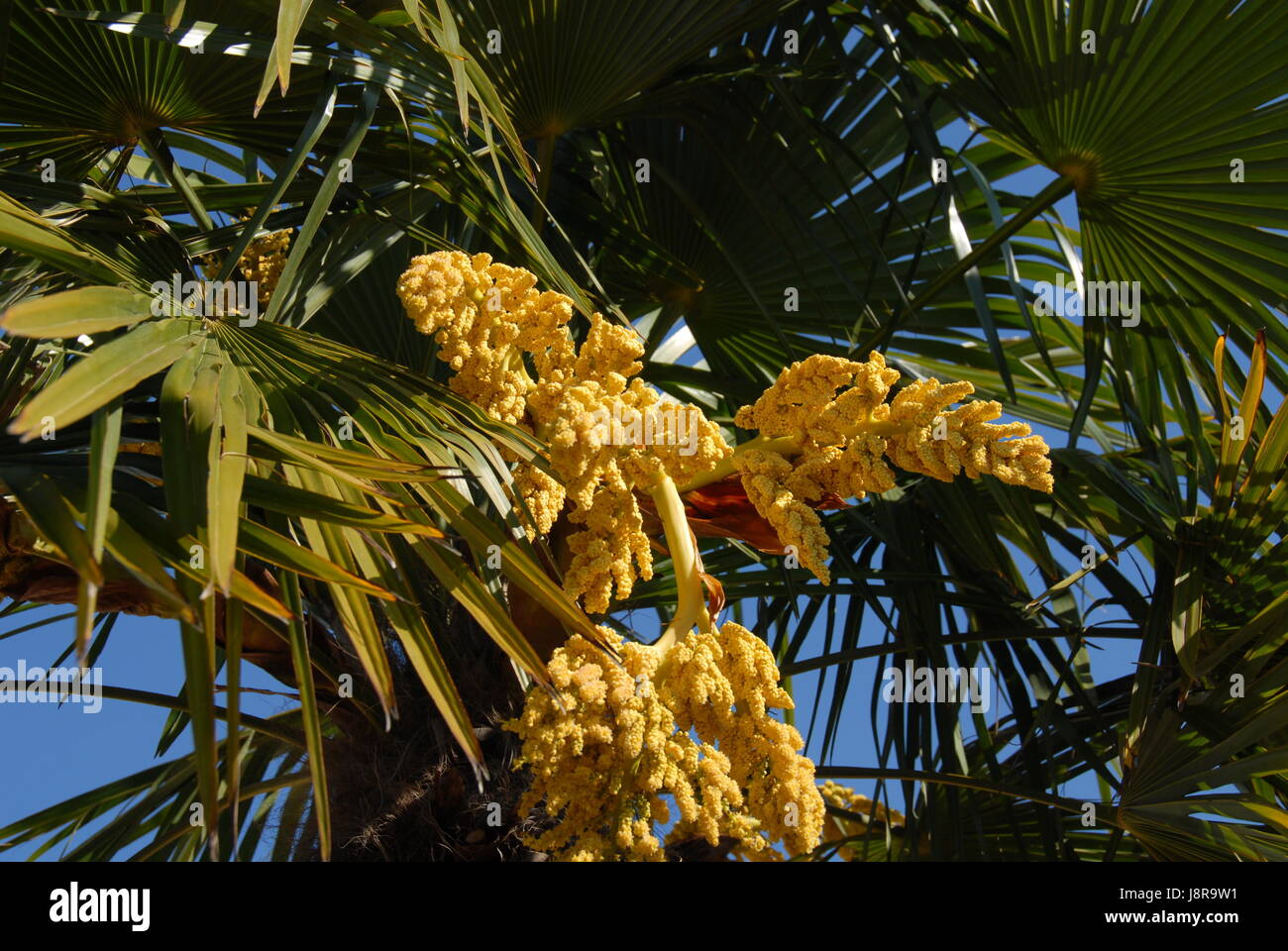 spain, progenies, fruits, palm tree, dates, date palm, date, healthy ...