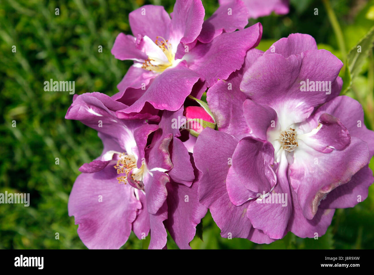 Modern semi-double Floribunda Rose - 'Rhapsody in Blue' Stock Photo - Alamy