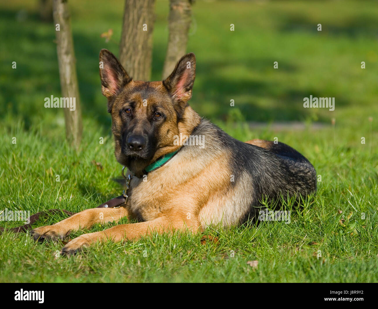 wait, waiting, animal, pet, animals, portrait, pets, nice, lie, lying ...