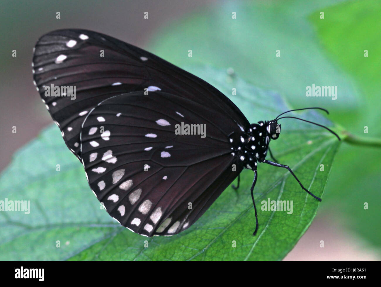 Oleander drawing hi-res stock photography and images - Alamy