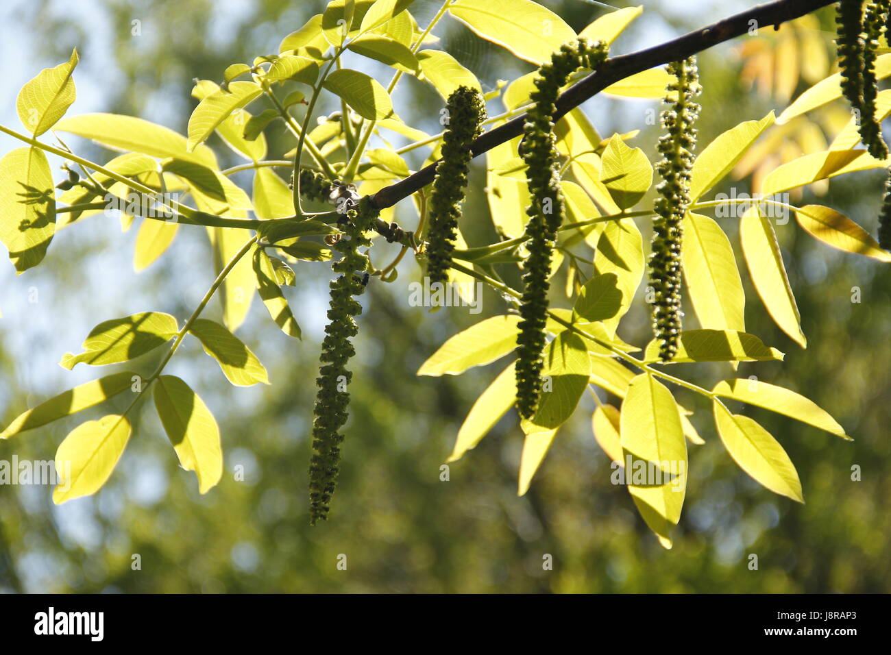 tree, shine, shines, bright, lucent, light, serene, luminous, tree ...
