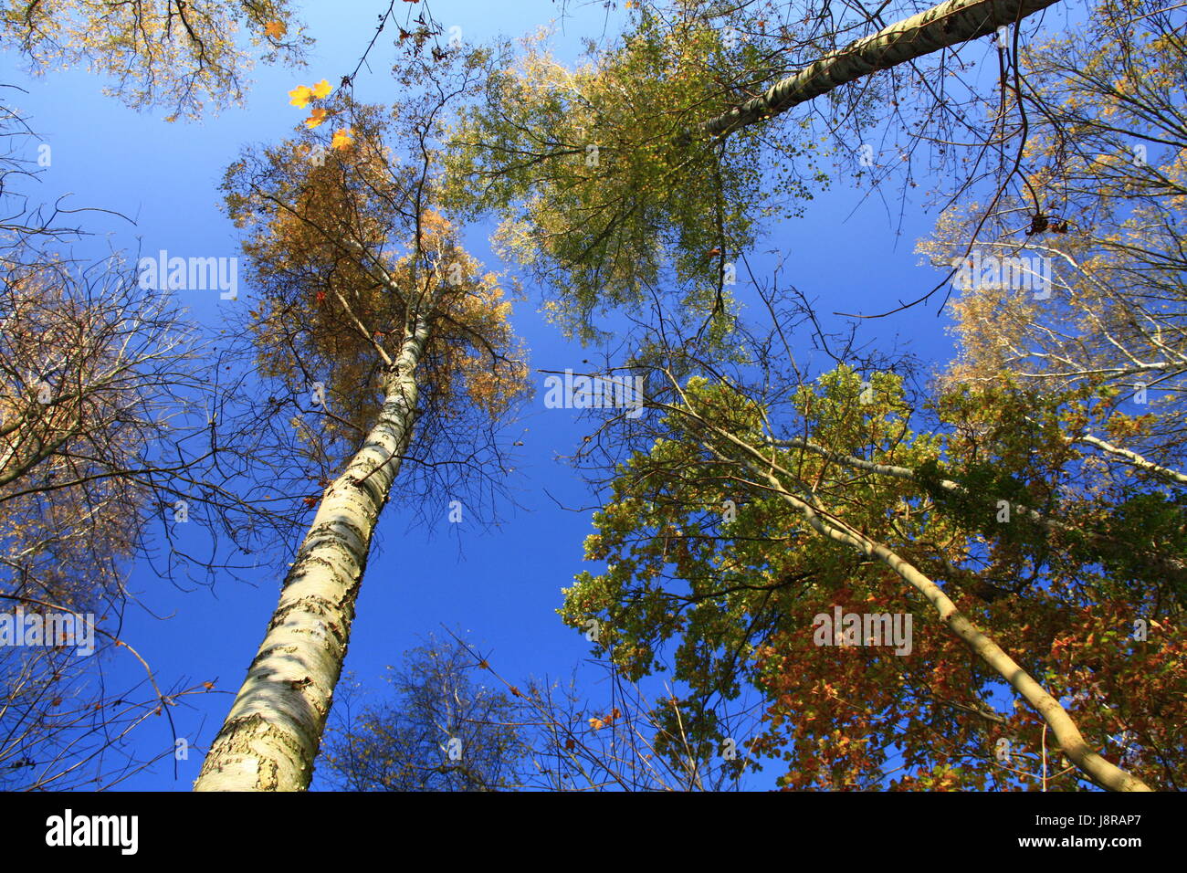 Heavenward hi-res stock photography and images - Alamy