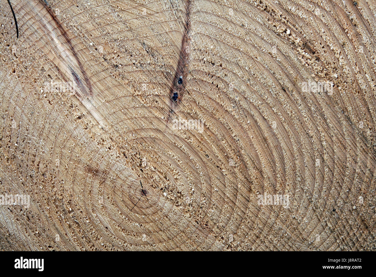 the growth rings in a tree trunk Stock Photo - Alamy