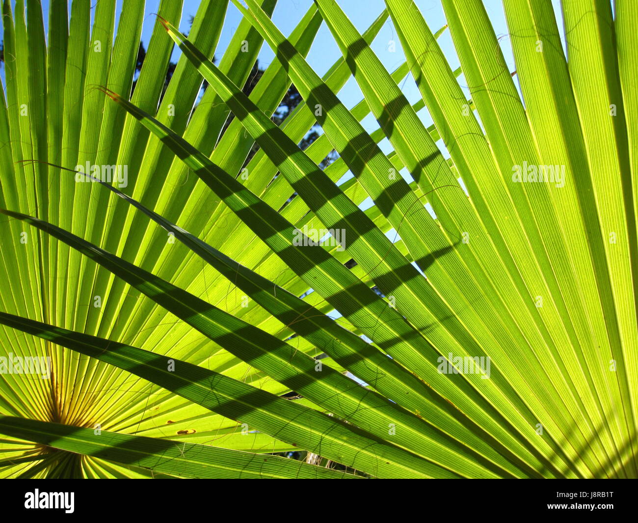 Palmenlicht hi-res stock photography and images - Alamy