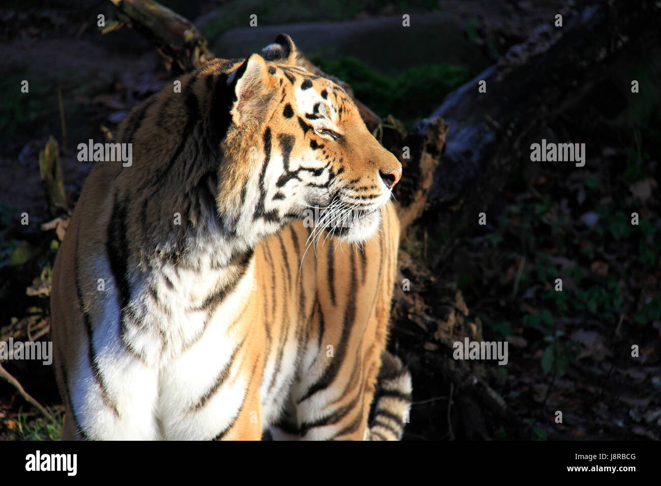 animal, big cat, feline predator, cat, tiger, predator, wildcat ...