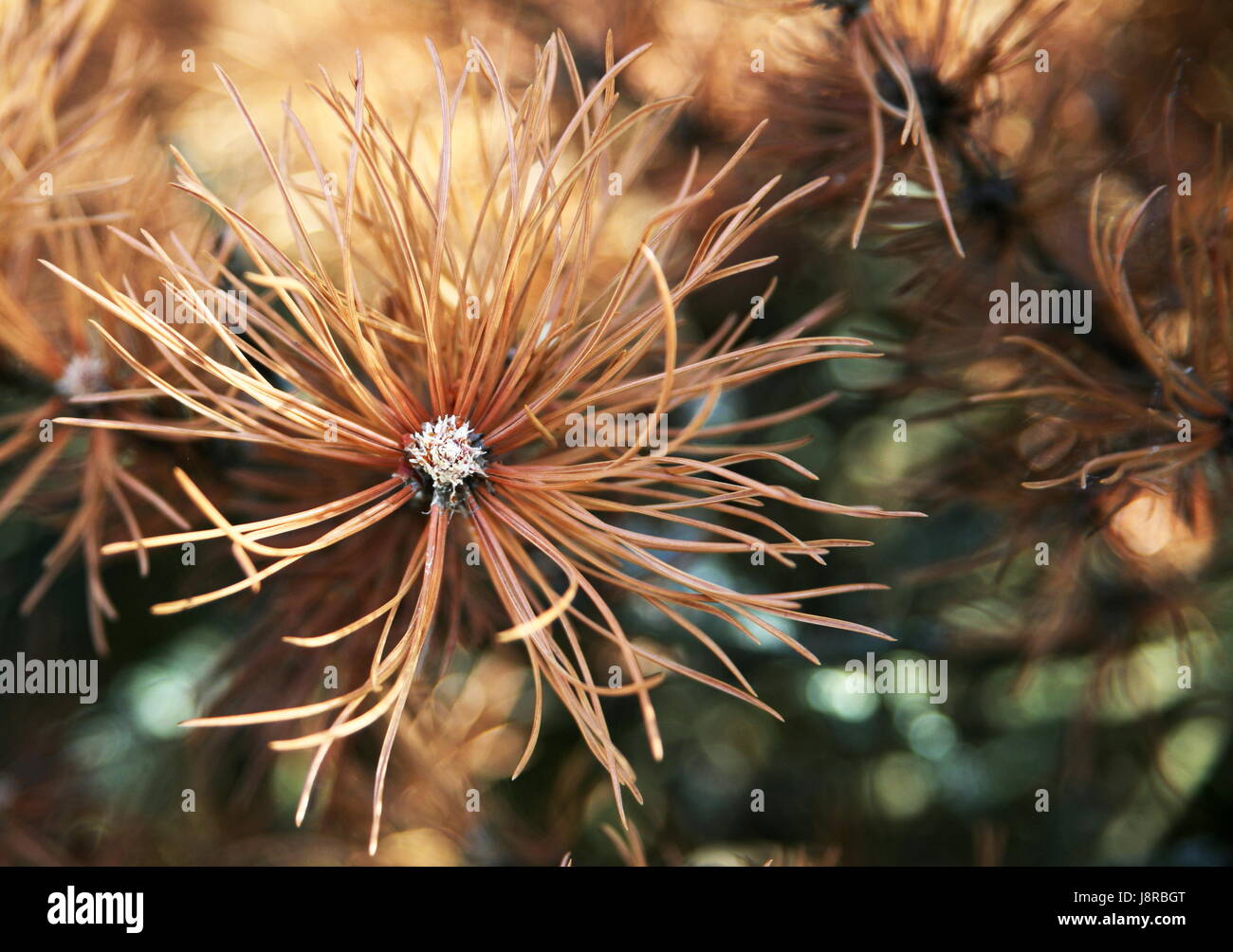 Pine symmetry hi-res stock photography and images - Alamy