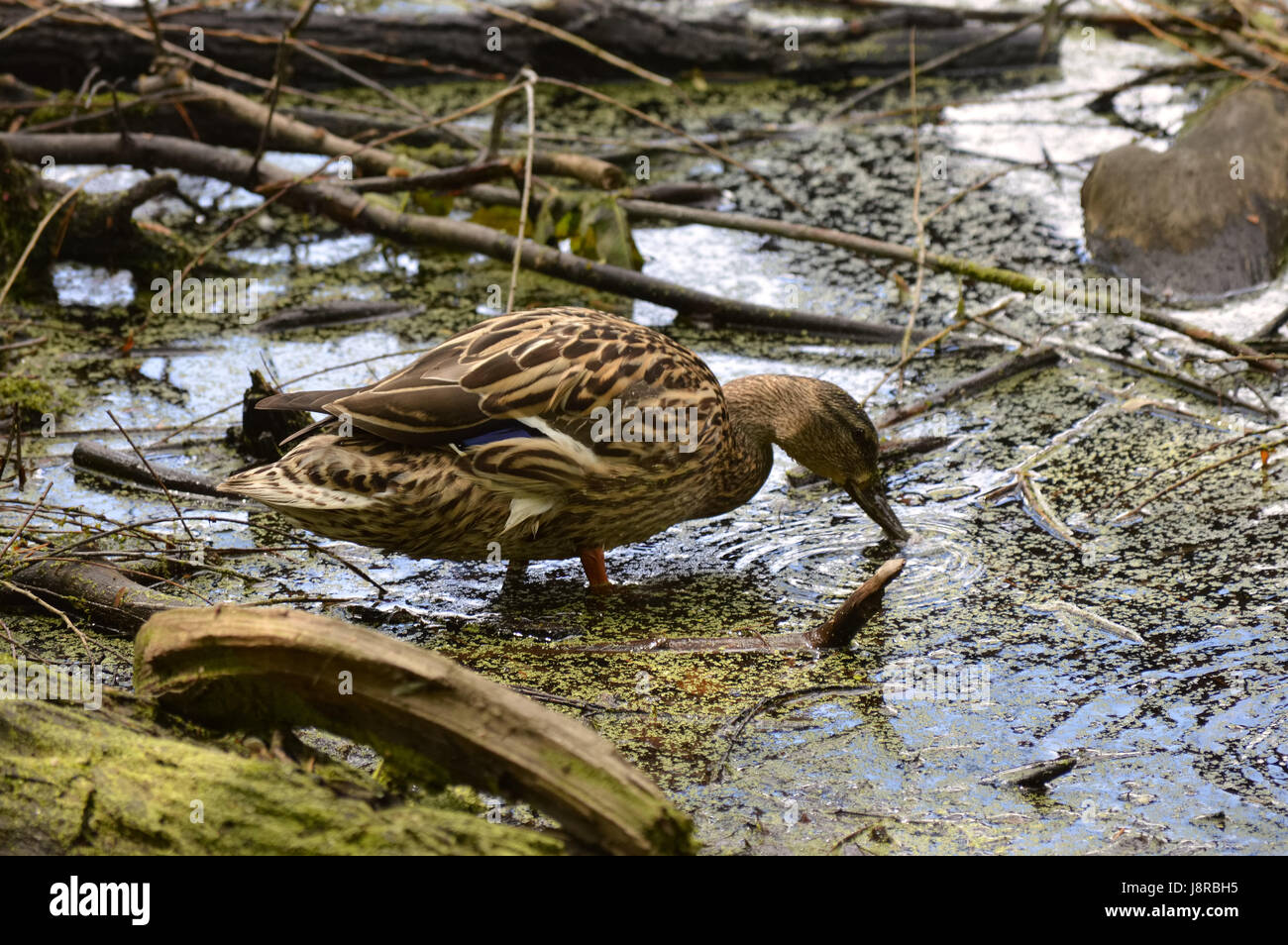 Ducks in the water Stock Photo - Alamy