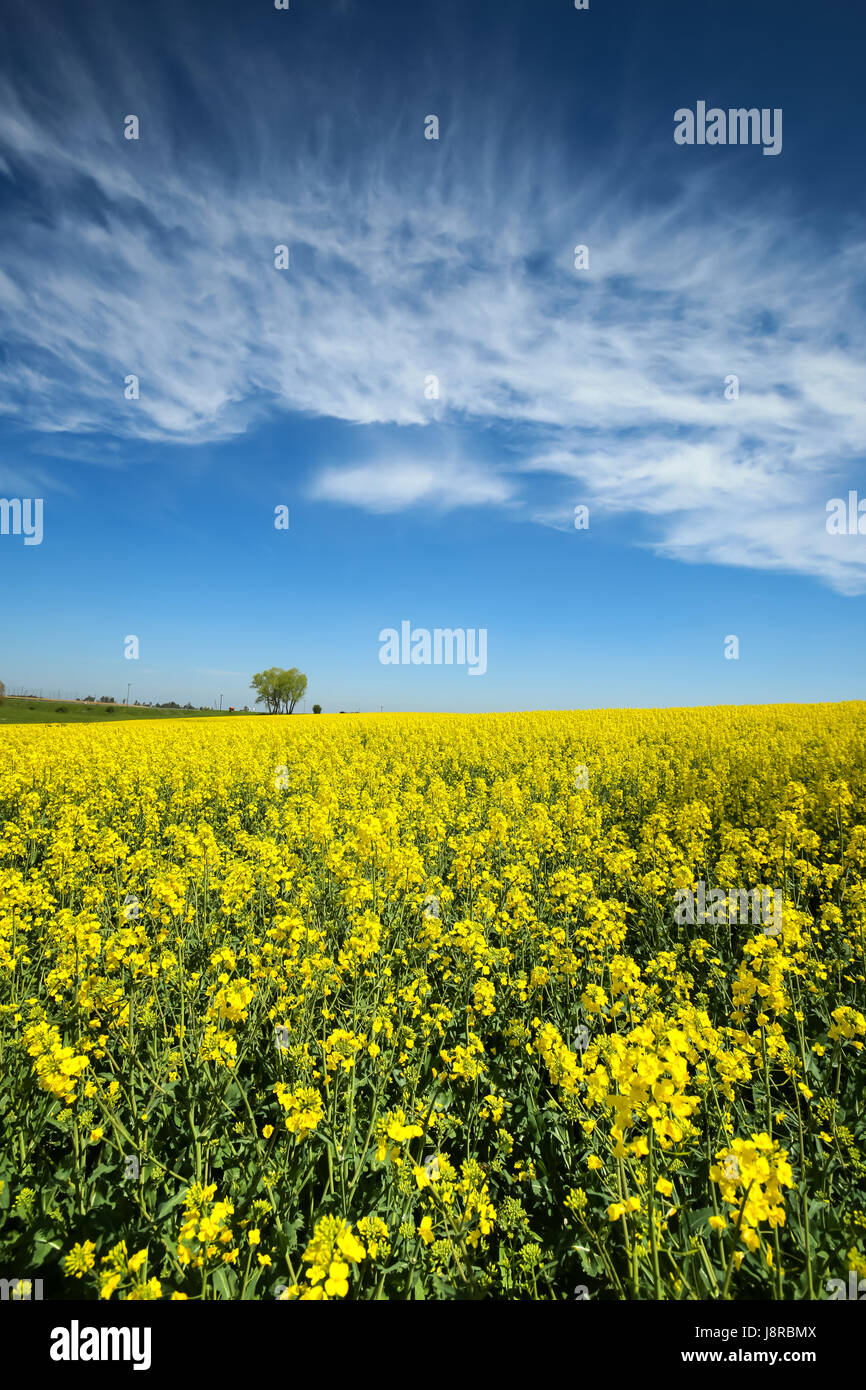A view of yellow flowering rapeseed fields in spring in Bavaria ...