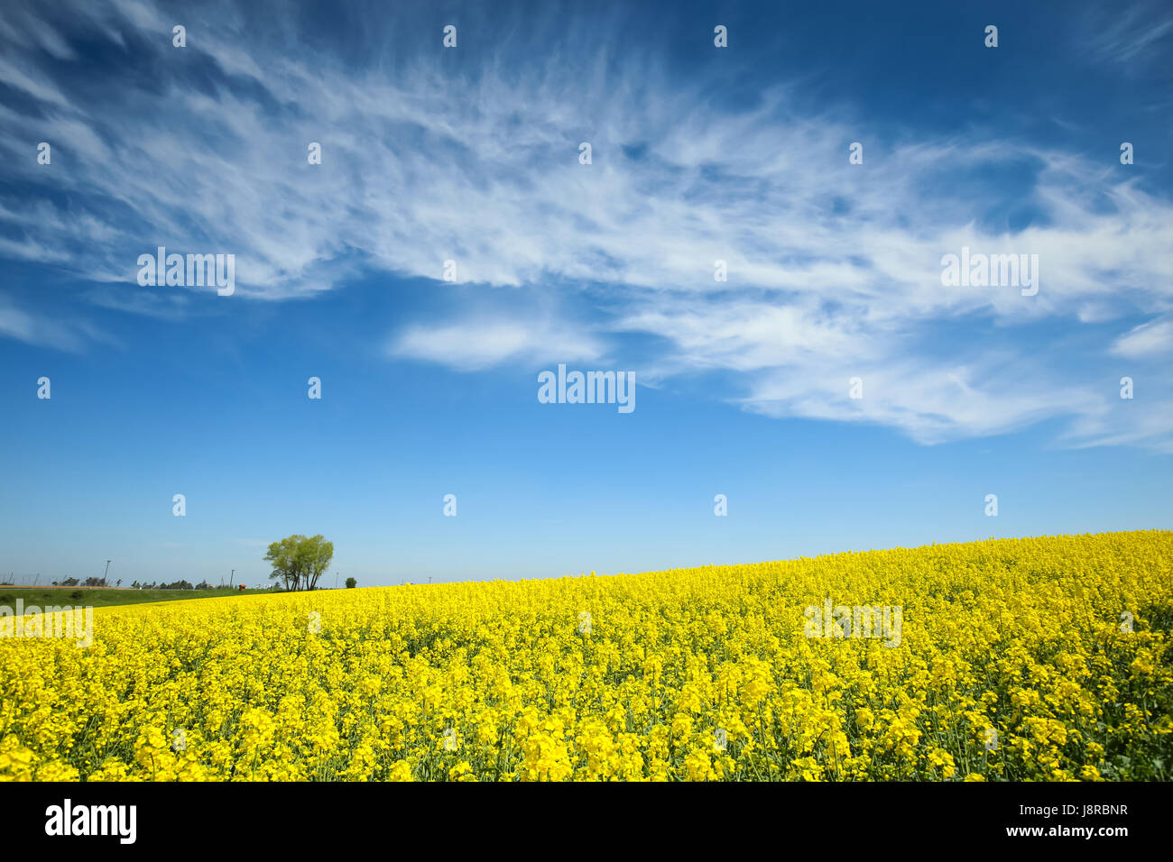 A view of yellow flowering rapeseed fields in spring in Bavaria ...