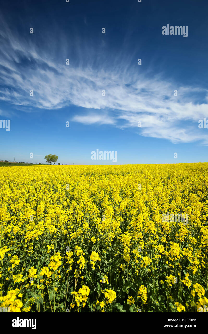 A view of yellow flowering rapeseed fields in spring in Bavaria ...