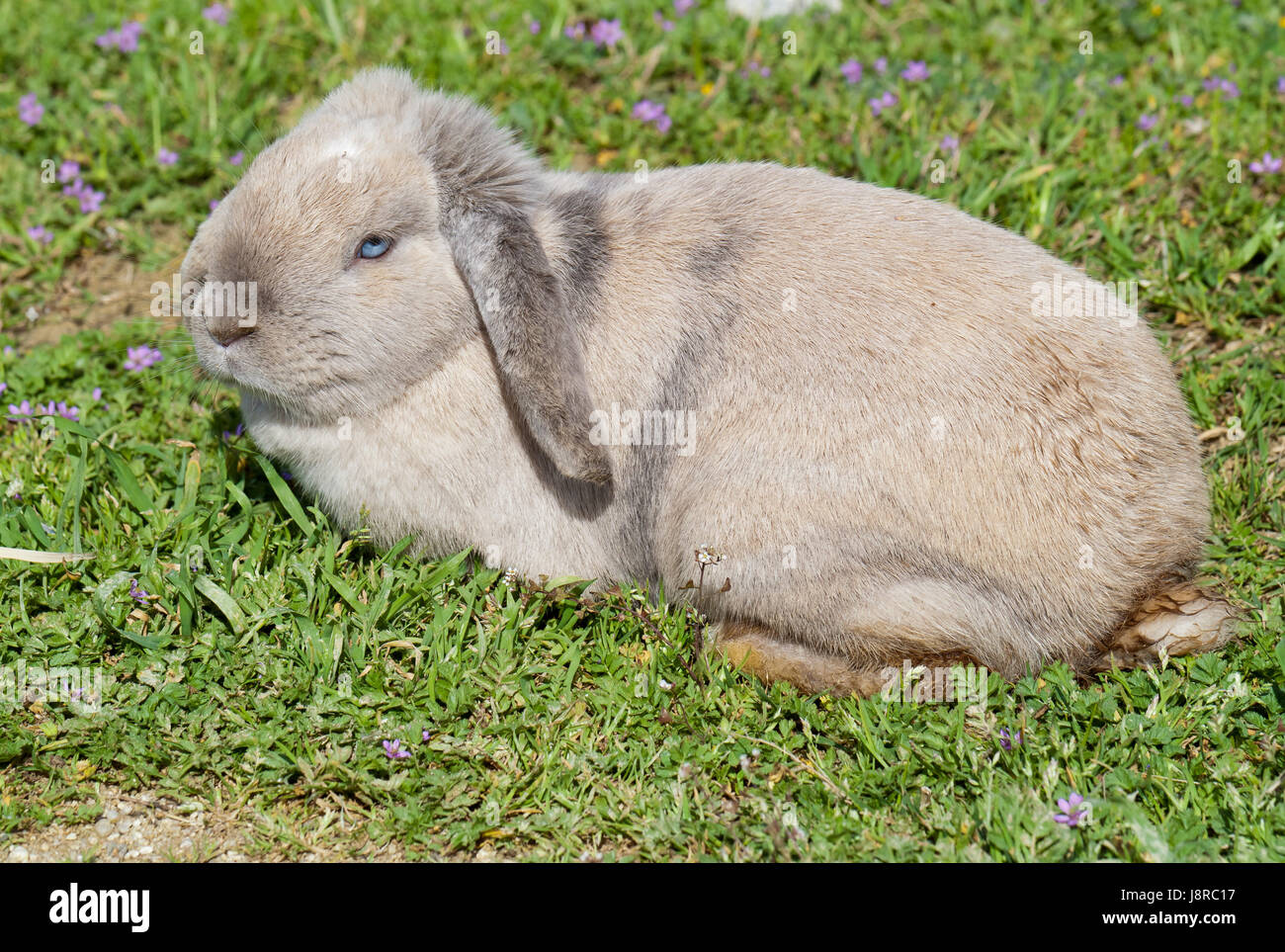 closeup, animal, mammal, skin, rodent, fur, hairy, hare, farm, cub ...