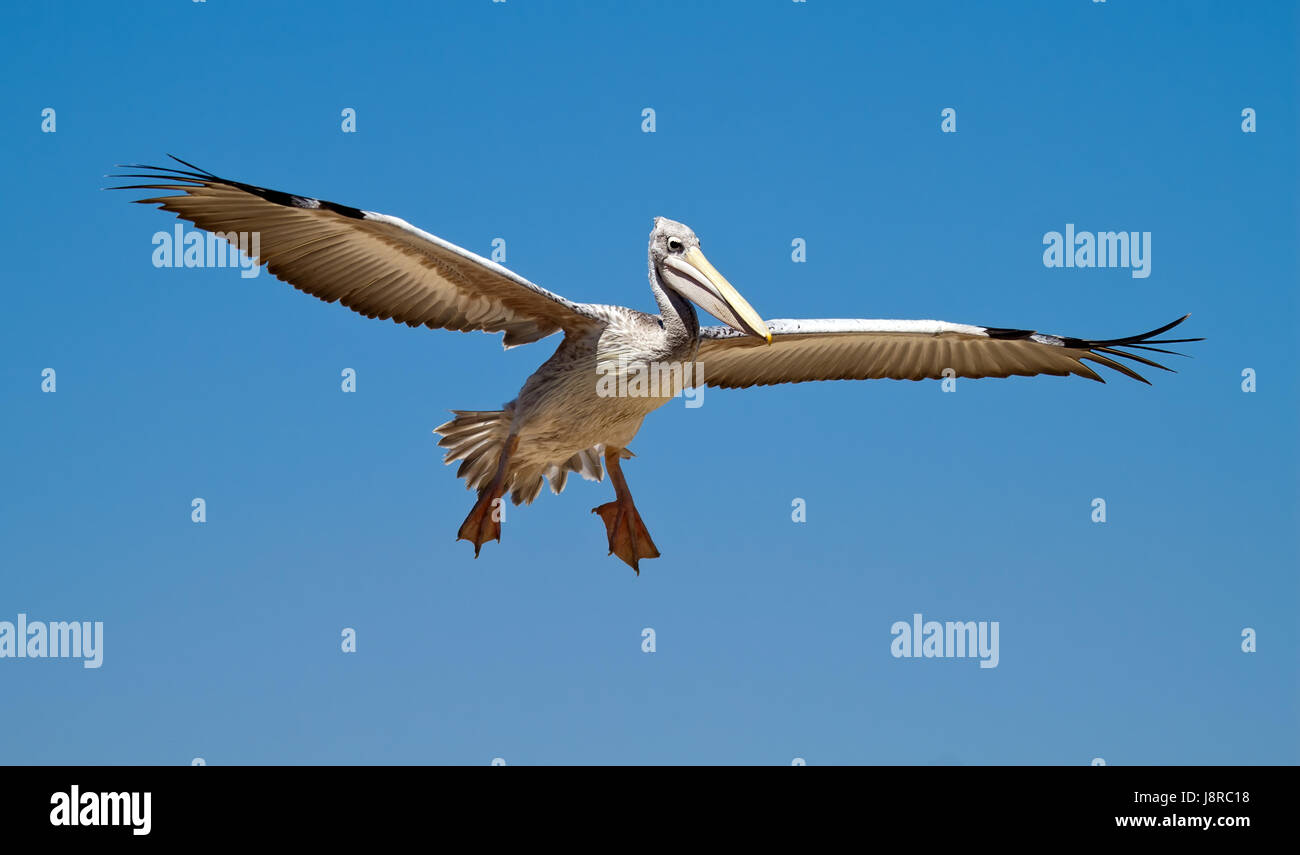 blue, environment, enviroment, bird, fauna, wild, native, outdoor ...
