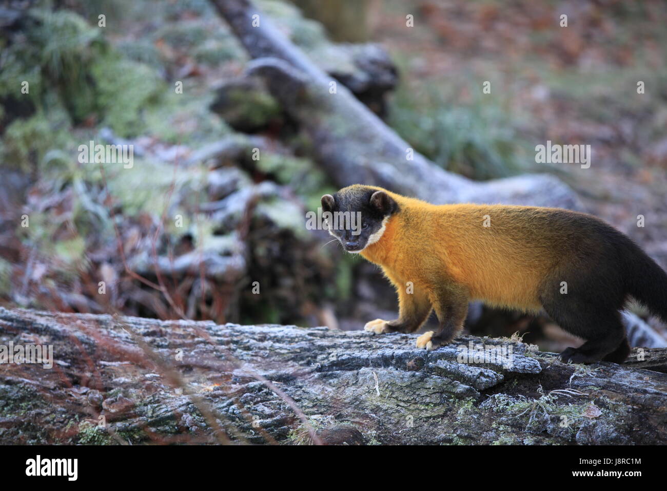 asia, tail, siberia, marten, predator, bandit, raider, macro, close-up ...