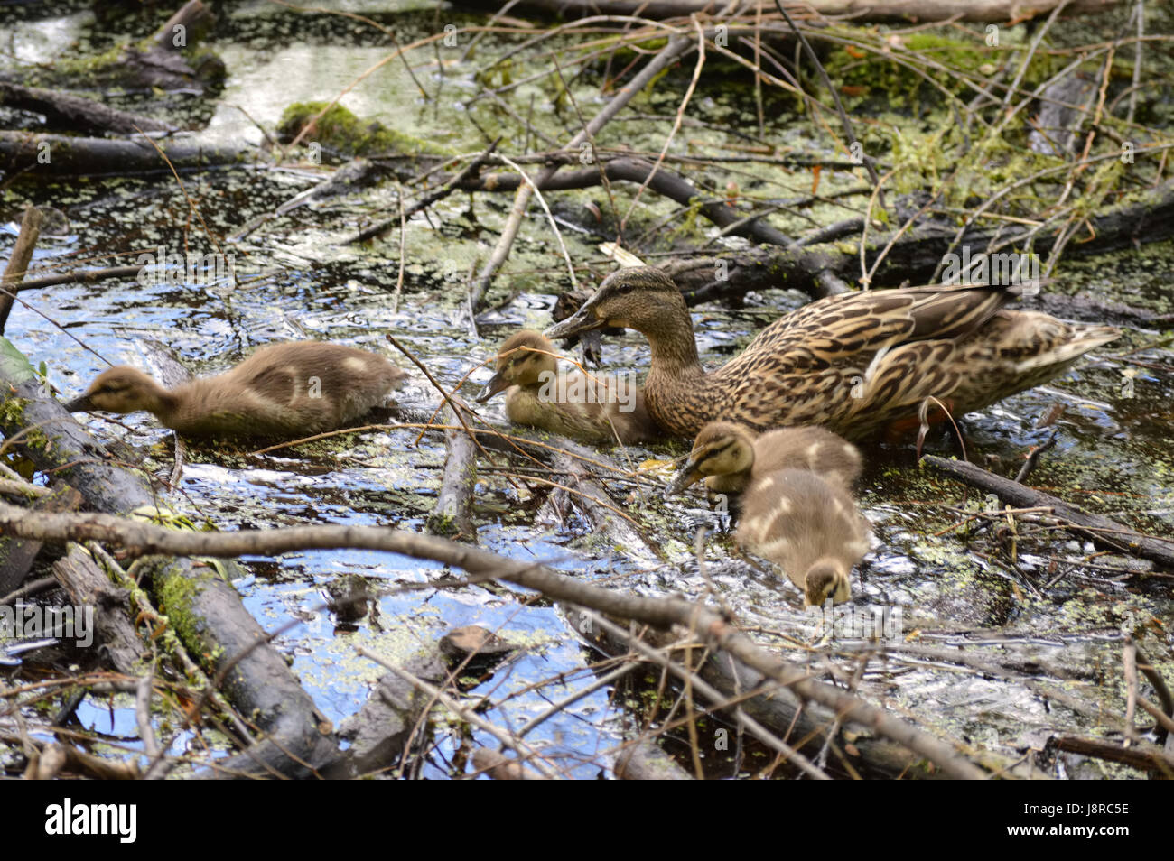 Ducks in the water Stock Photo - Alamy