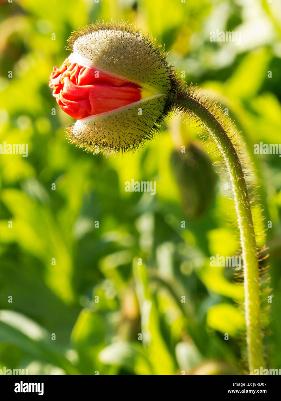Rising flower hi-res stock photography and images - Alamy