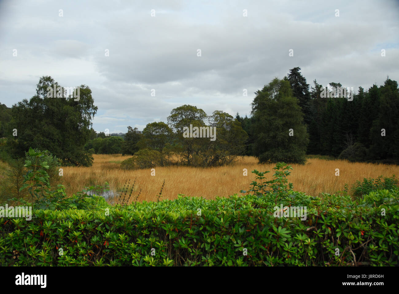 tree, trees, plant, hedge, scotland, firmament, sky, forest, clouds ...