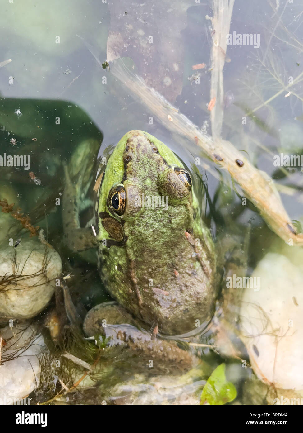 Bullfrog sitting in a swamp top view looking down Stock Photo - Alamy