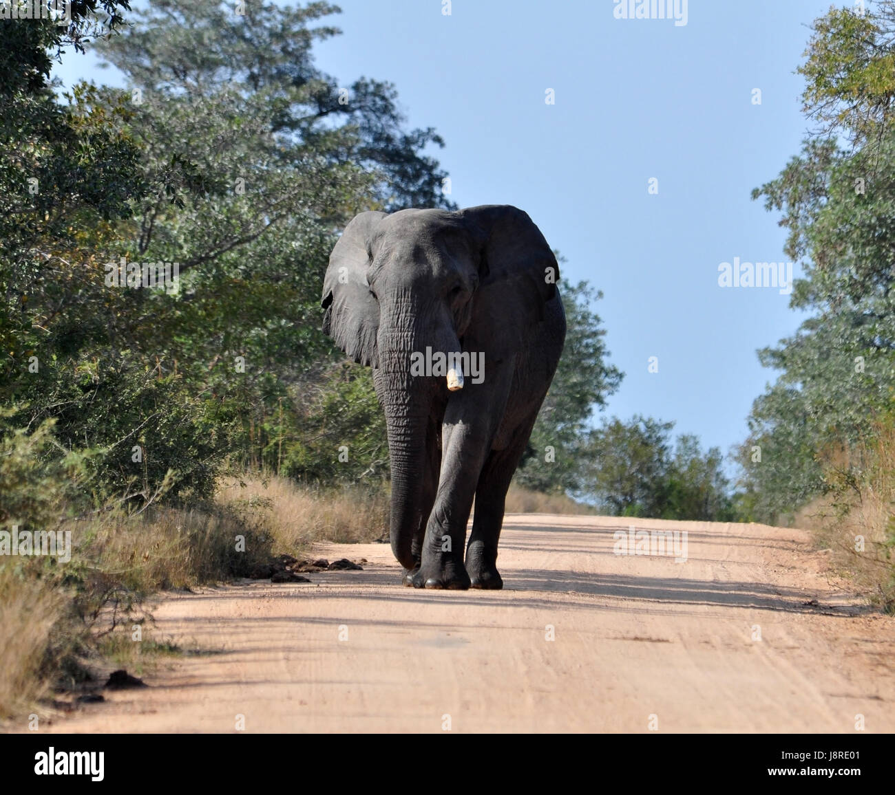 africa, elephant, African, safari, legs, travel, big, large, enormous ...