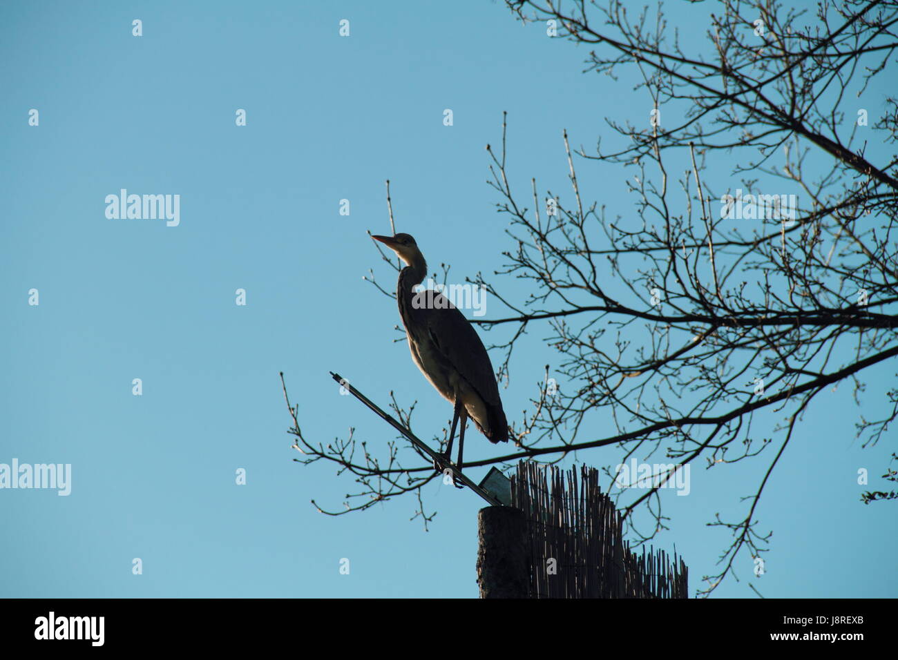 animal, bird, birds, look-out, sentinel, tree, animal, bird, birds ...