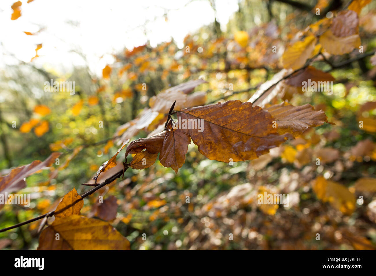 Brown Autumn Leaf on Branch Close up Stock Photo - Alamy