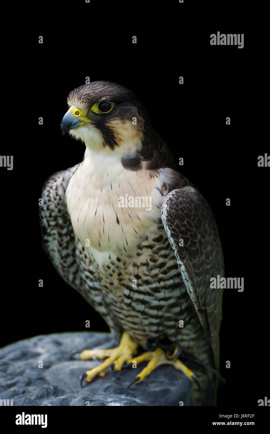 Peregrine Falcon portrait Stock Photo - Alamy