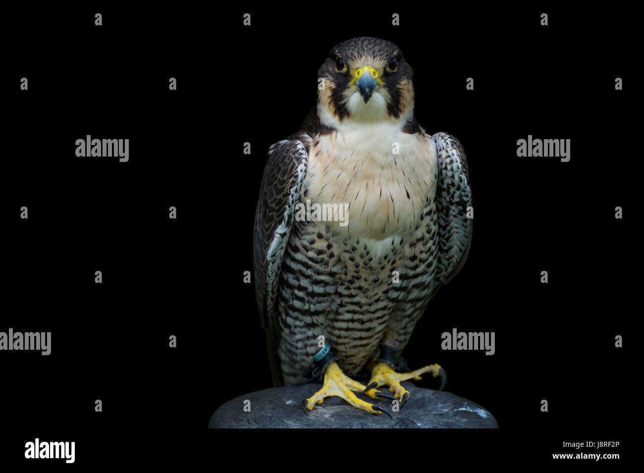 Peregrine Falcon portrait Stock Photo - Alamy